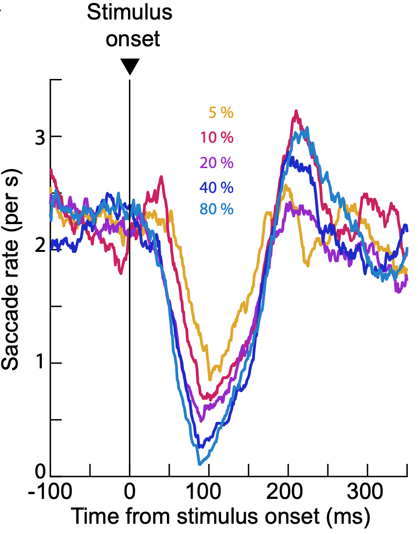 More on the inevitability of visual interruption – Hafed Lab