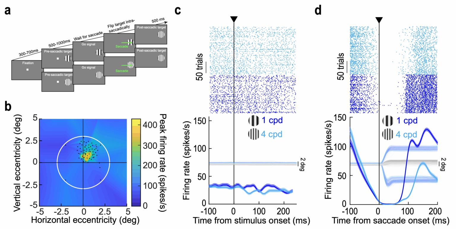 Foveal neurons of the superior colliculus signal trans-saccadic ...